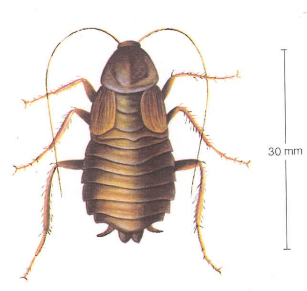 Les blattes - Insecte nuisible qui envahit la maison - Débarrassez-vous ...