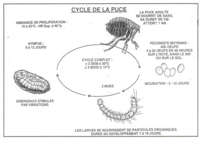 La puce - L'identifier et s'en débarrasser pour de bon - LOGISSAIN